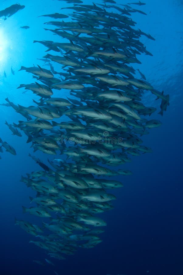 Fish fusion stock photo. Image of egypt, water, ocean - 21739314