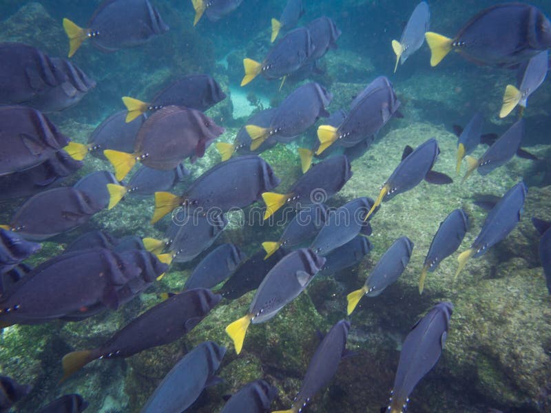 Fish of Galapagos stock image. Image of underwater, destinations - 69369907