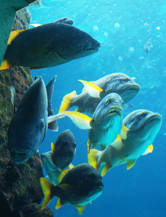 The Fish Gang stock photo. Image of gang, band, fish, marine - 5326402