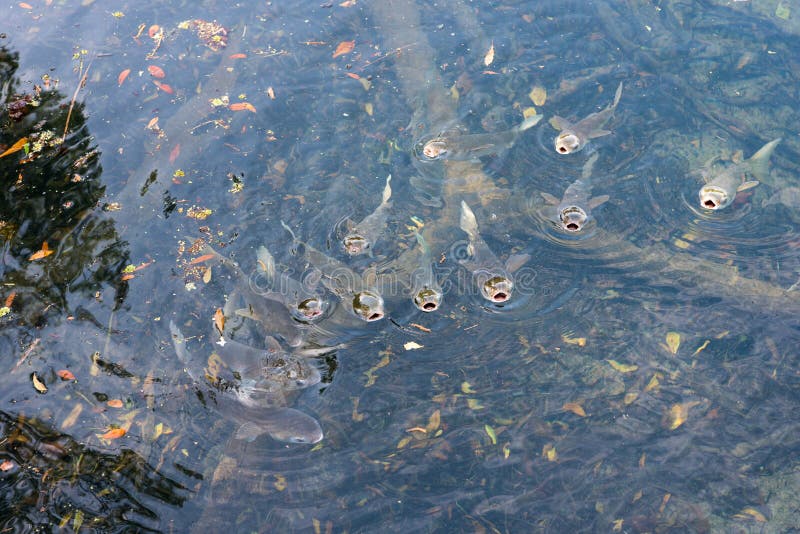 Fish gasping for air stock photo. Image of fact, wanting - 275019012