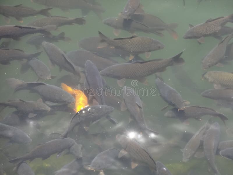 Koi Fish that Gather To Get Food Stock Image - Image of gather, colour ...