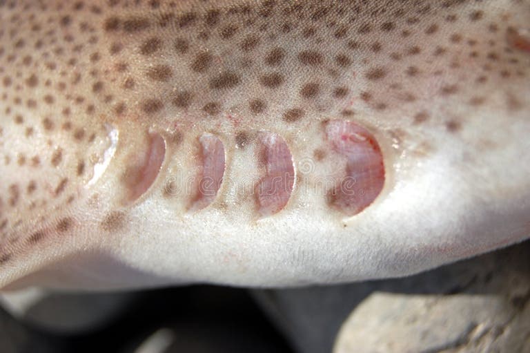 11,121 Fish Gills Stock Photos - Free & Royalty-Free Stock Photos from ...