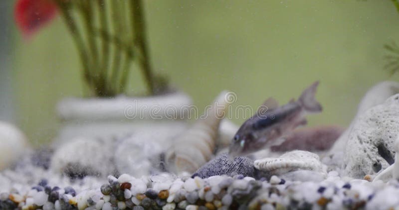 Fish Glide through a Vibrant Aquarium Stock Footage - Video of species ...