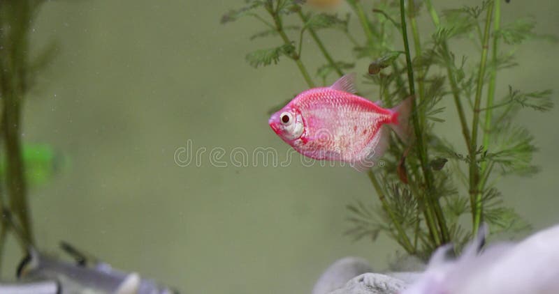 Fish Glide through a Vibrant Aquarium Stock Footage - Video of glow ...