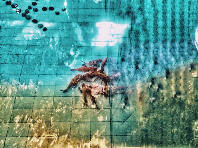 Fish going for eat stock image. Image of pond, fish - 161093337