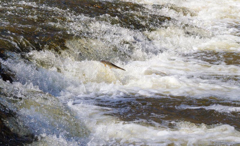 Fish Going Upstream for Spawning. Stock Photo - Image of spawn, current ...