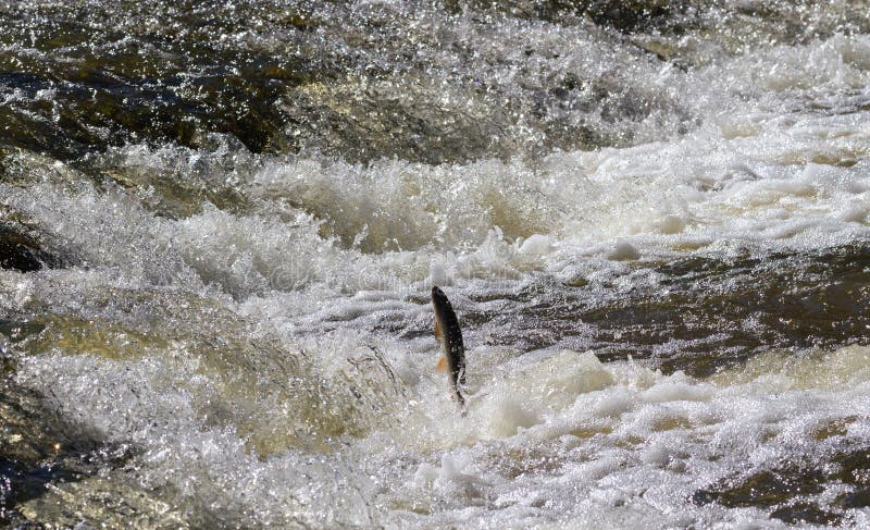 Fish Going Upstream for Spawning. Stock Image - Image of fish, reverse ...