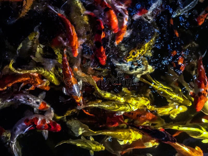 Fish stock photo. Image of waterfall, fish, reverse - 103654726