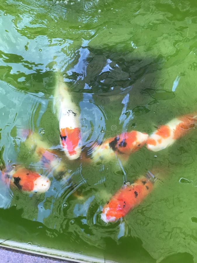 Fish Goya stock illustration. Illustration of pond, good - 123041668