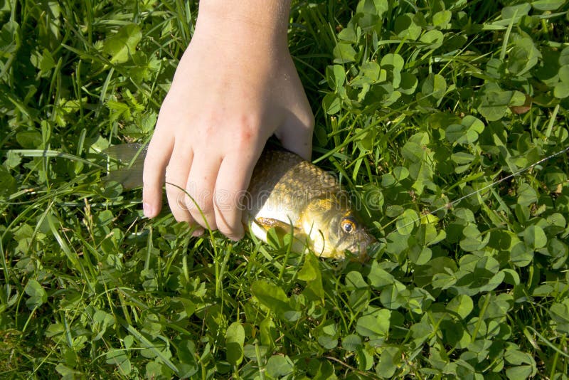 Free Animals (Marine Life) pictures, photos & images - Royalty-Free and ...