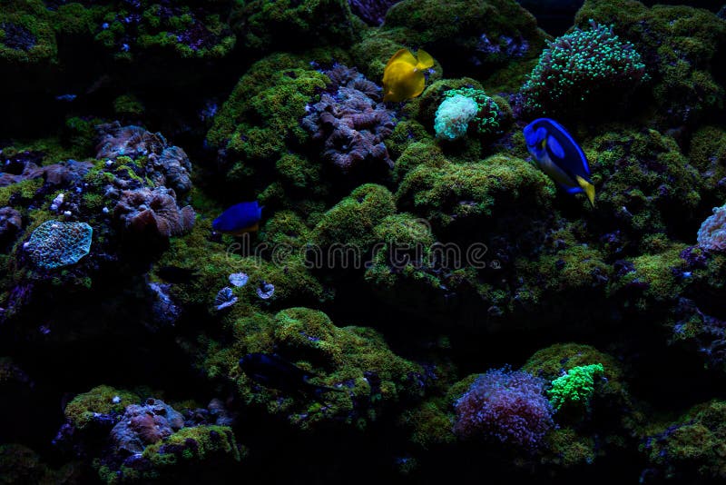 Fish in Grass at the Bottom of Sea. Stock Photo - Image of wild, ocean ...