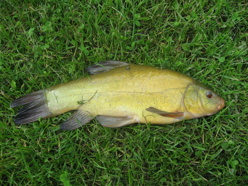 Fish stock photo. Image of catch, prize, fishingrod - 128436454