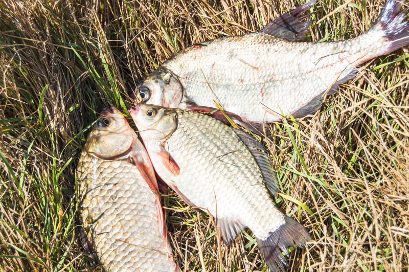 Fish on the grass stock photo. Image of season, catch - 44055644