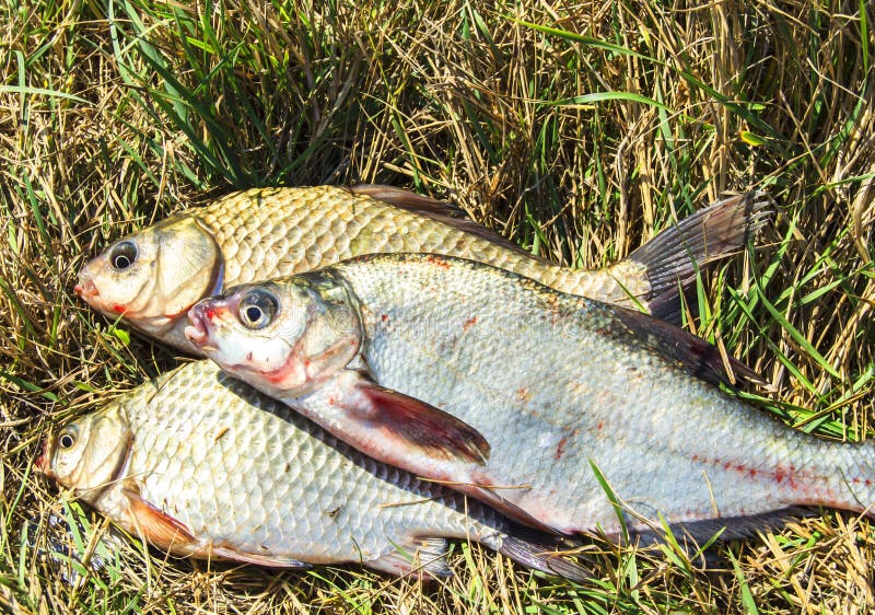 Fish on the grass stock image. Image of fauna, recreation - 44055983