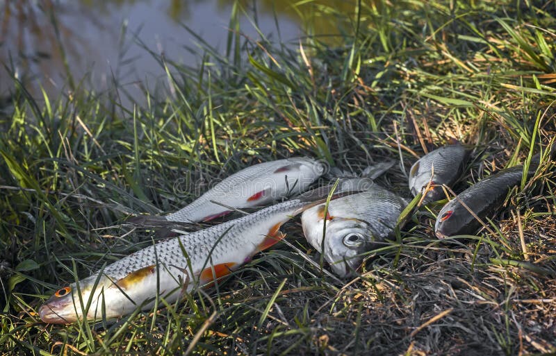 Fish in the Grass on the River Bank. Stock Image - Image of outdoors ...