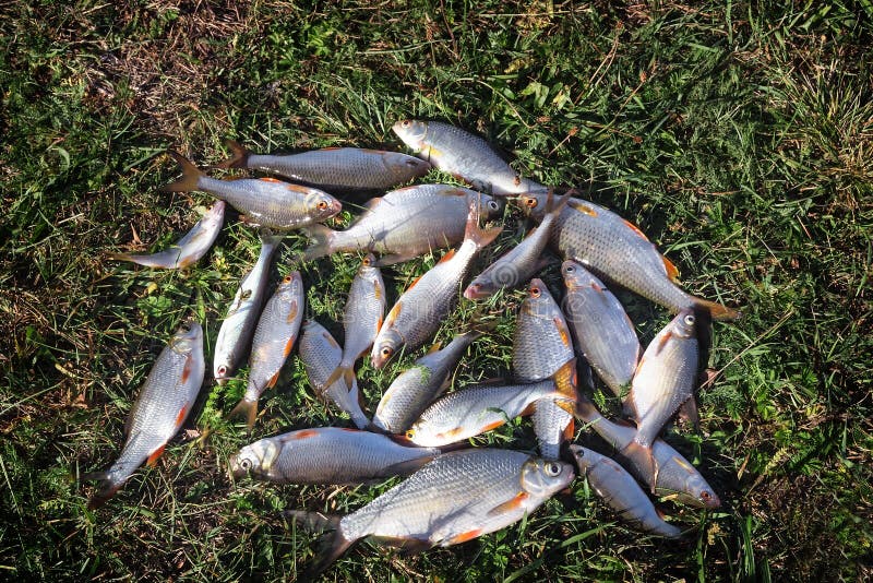 Fish in the Grass on the River Bank. Stock Image - Image of algae, pond ...