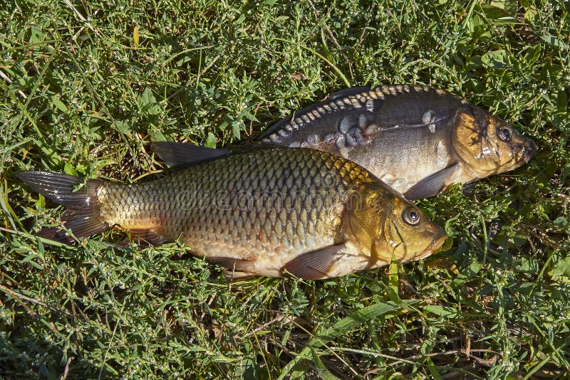 Fish in the grass stock photo. Image of meat, head, scales - 52083170