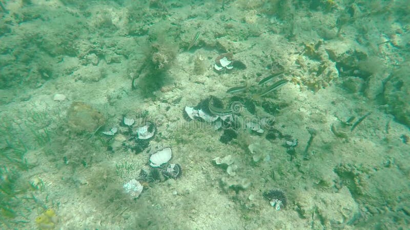 Fish Grazing in Slow Motion Stock Video - Video of grazing, beam: 59383615