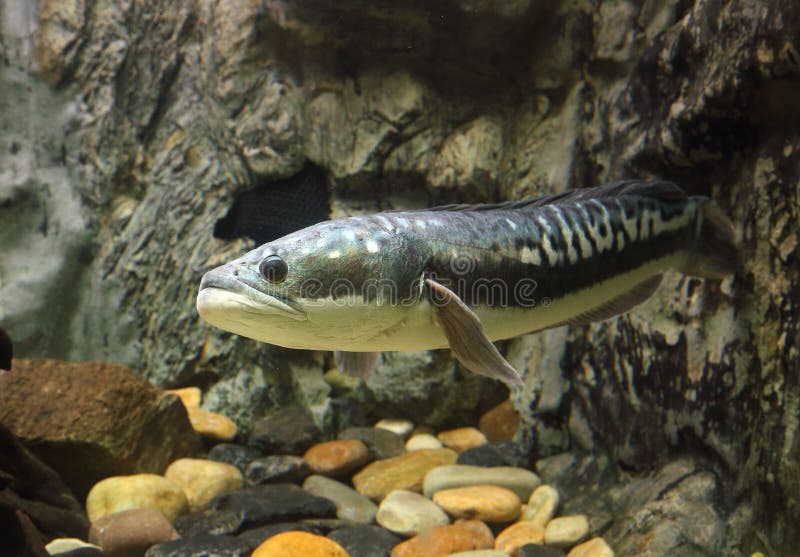 Redline Snakehead Fish