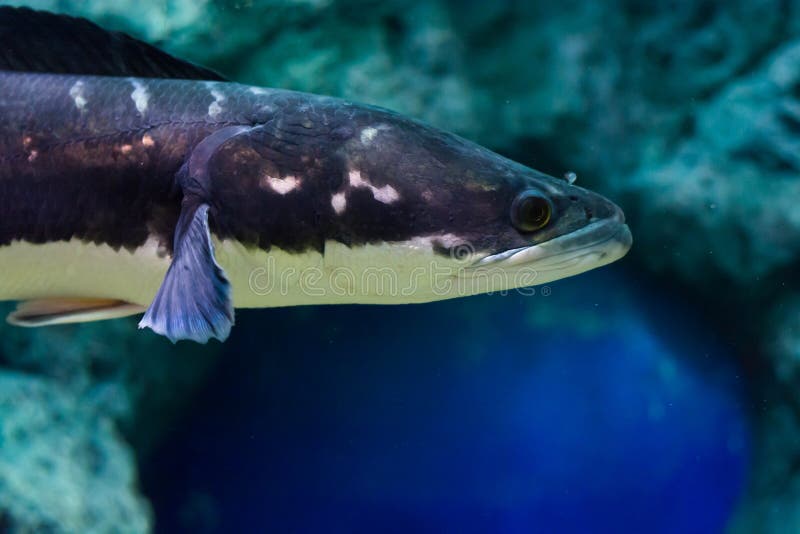 Fish at Great Barrier Reef stock photo. Image of snorkelling - 37580560