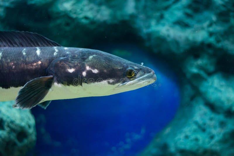 Fish at Great Barrier Reef stock photo. Image of snorkelling - 37580560