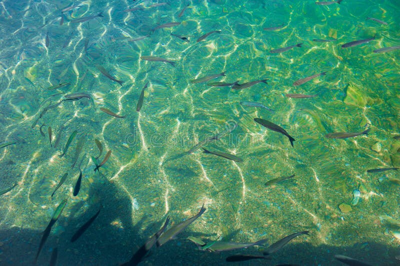 Fish in Green Water in Shallow Water on the Shore Stock Photo - Image ...