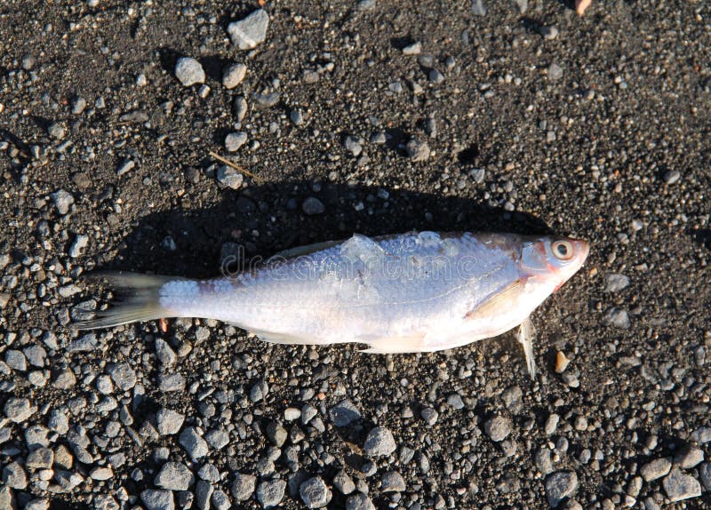Fish on the ground stock image. Image of ground, outdoor - 63651765