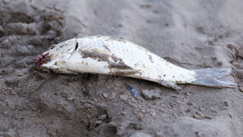 Fish on the ground stock photo. Image of nature, famine - 105651960