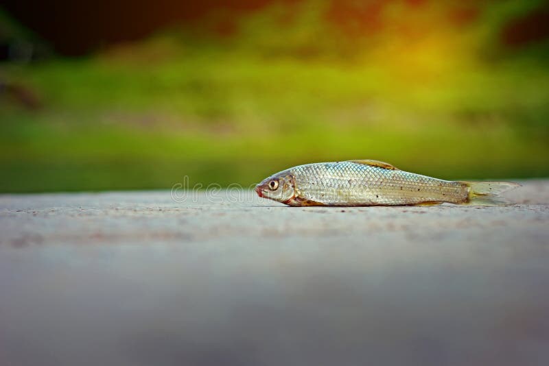 Fish on the Ground stock photo. Image of jack, province - 27043958