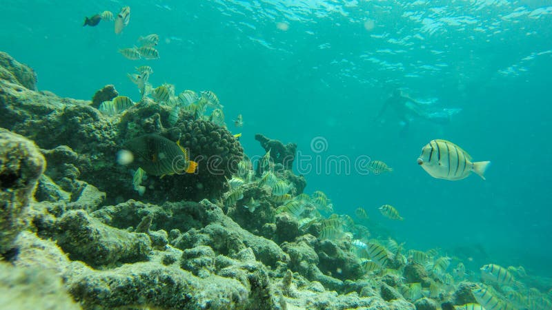 Snorkeling in indian ocean stock image. Image of group - 50681857