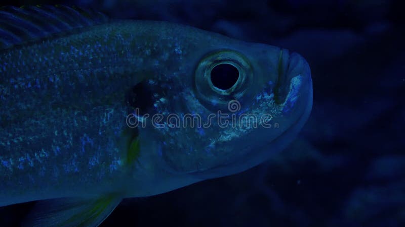 Fish Gulping in the Dark Sea Stock Footage - Video of water, face ...