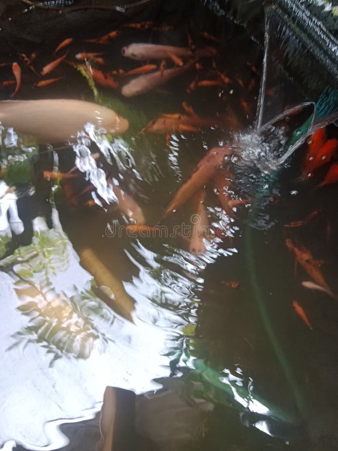 Fish Gurame Natural Fish Pound Stock Image - Image of gurame ...