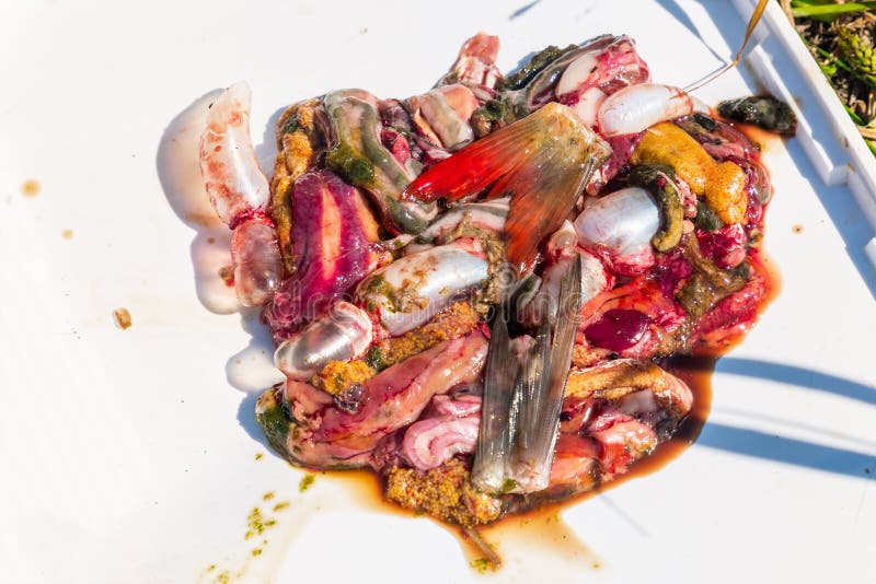 Fish guts offal on white stock image. Image of cleaning - 120080751