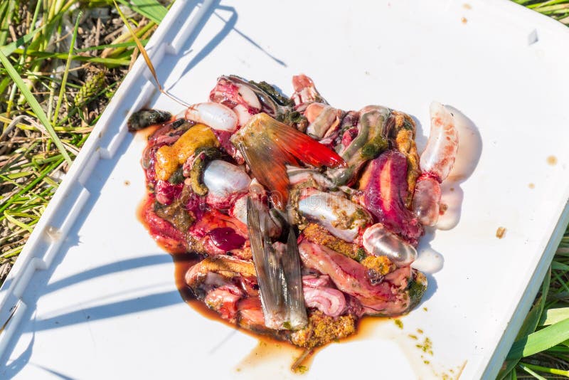 Fish guts offal on white stock photo. Image of inside - 120429540