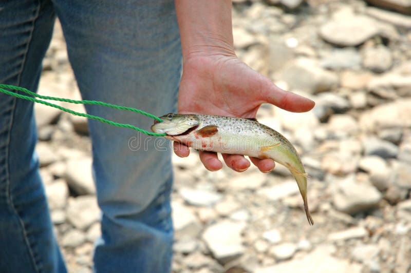 Fish in Hand stock image. Image of river, upstate, capture - 110739
