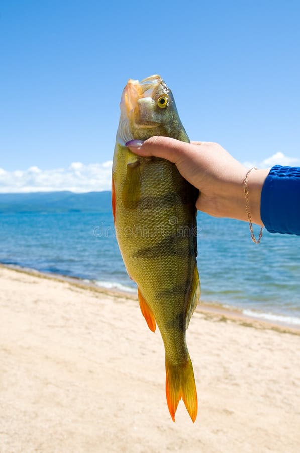 Sheepshead stock photo. Image of fish, sunrise, sheepshead - 97321172