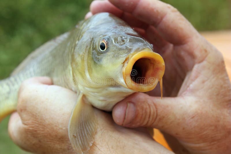 Fish in hand stock photo. Image of nature, fishing, mouth - 20755992
