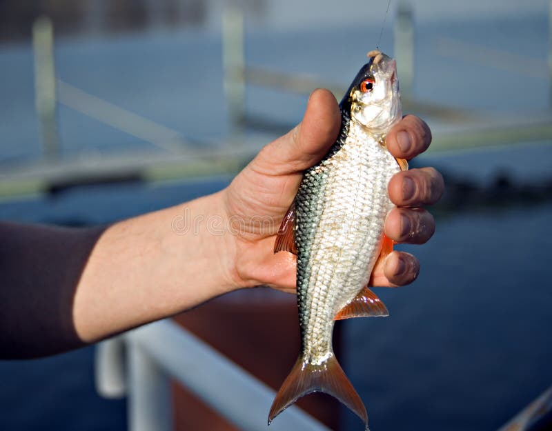 Fish in hand stock photo. Image of flowed, mouth, hand - 2141130