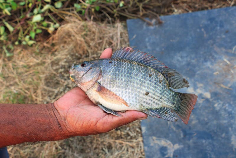 A fish on a hand stock photo. Image of alive, held, hand - 29319504