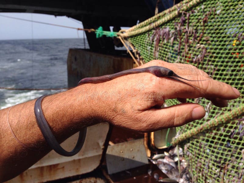 Fish on Hand stock photo. Image of hand, vessel, trawl - 47274150