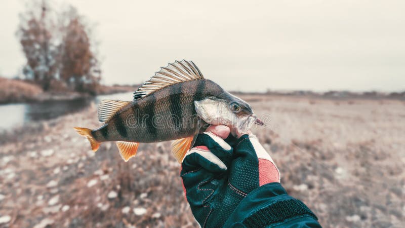 Fish in the Hand of an Angler. Fishing for Perch Stock Image - Image of ...