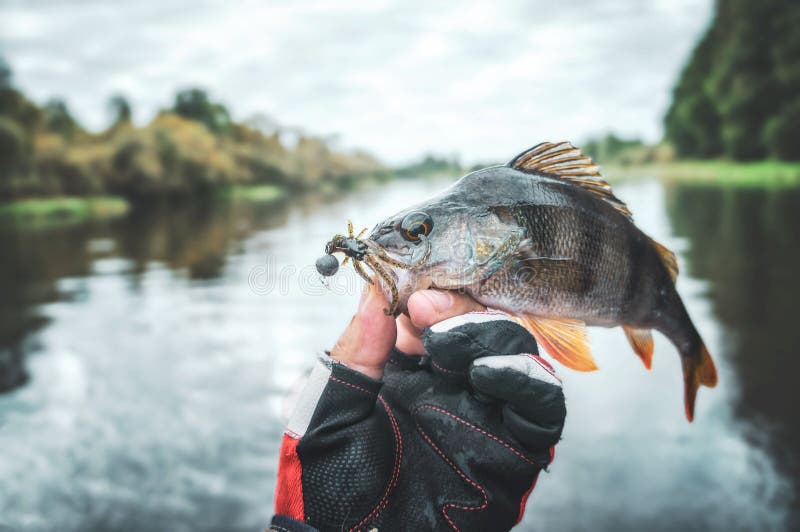 Fish in the Hand of an Angler. Fishing for Perch Stock Photo - Image of ...