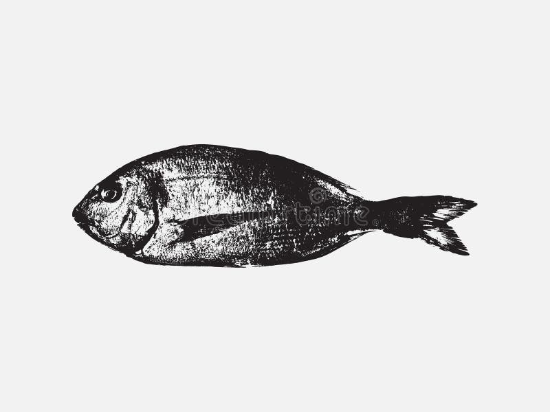 Fish in Hand Draw. Fish Hand Drawing Vintage Engraving Illustration ...