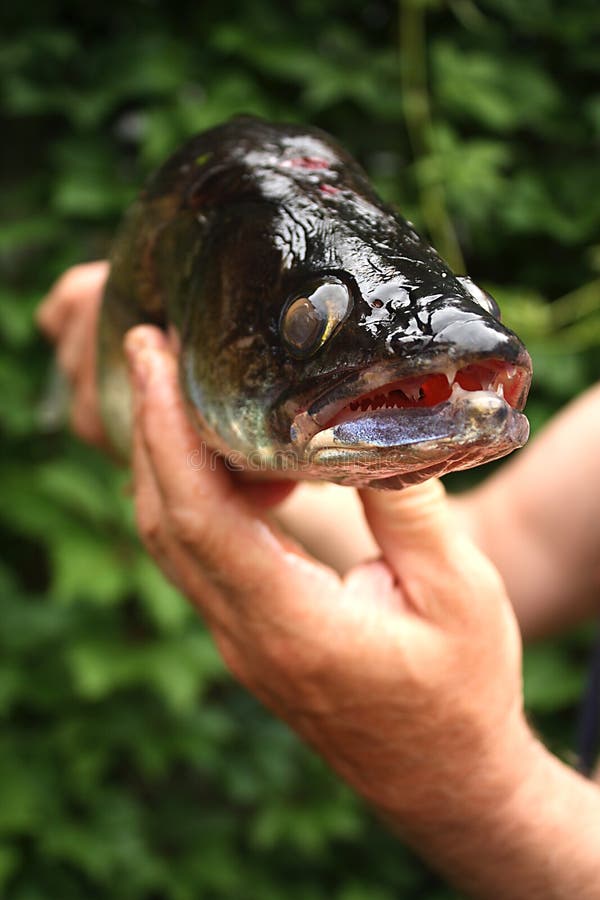 Fish in a Hand of the Fisher Stock Photo - Image of pike, nature: 13140596