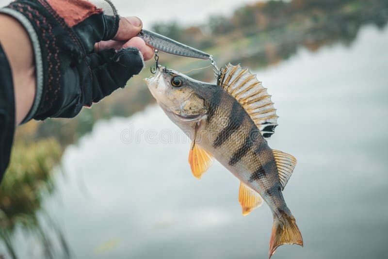Fish in hand fisherman stock photo. Image of nature - 183301122