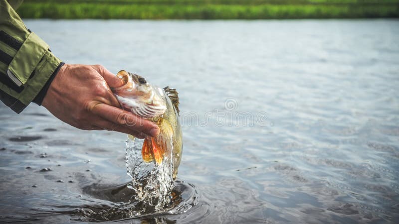 Fish in Hand Fisherman. Fishing Stock Photo - Image of fisher ...