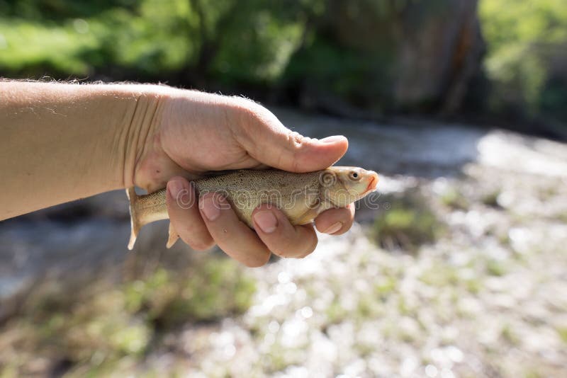 A Fish in the Hand of a Fisherman in Nature Stock Image - Image of ...
