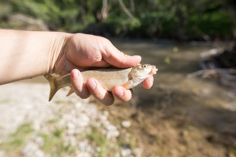 A Fish in the Hand of a Fisherman in Nature Stock Image - Image of ...