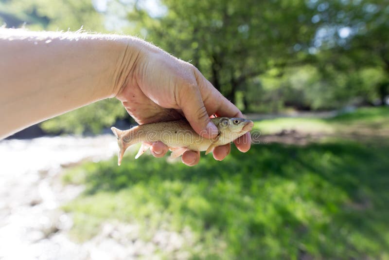 A Fish in the Hand of a Fisherman in Nature Stock Image - Image of ...