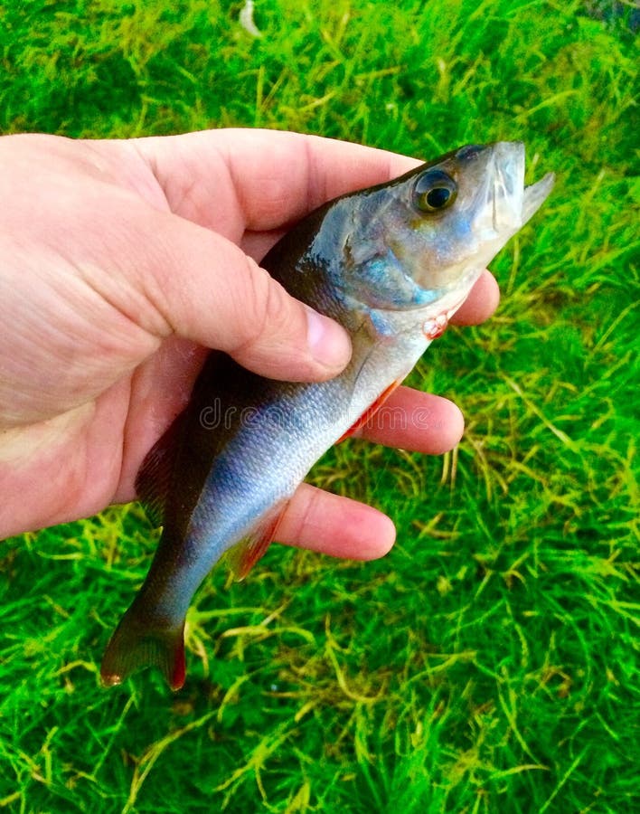 Fish in hand stock photo. Image of live, fish, grass - 60620322